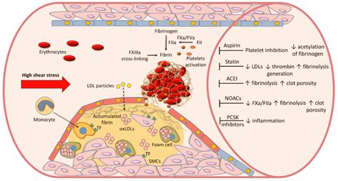 Which Product Results From The Breakdown Of Fibrin