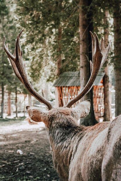 Premium Photo Close Up Of Raindeer