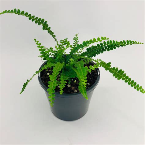 Nephrolepis Codifolia Duffi Fern Jungledivine