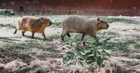 Zoológico Tamatán En Tamaulipas Confirma La Muerte De Un Capibara