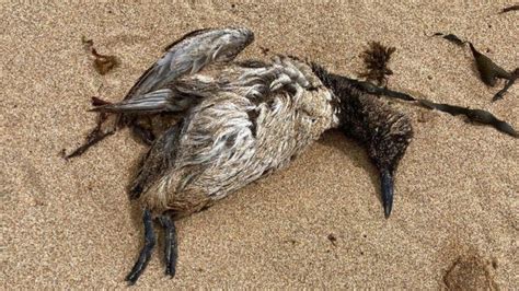 Avian Flu Warning To Tourists As Birds Face Catastrophe Bbc News