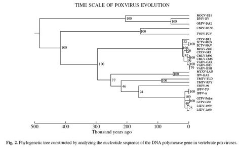Smallpox Evolution Of Smallpox