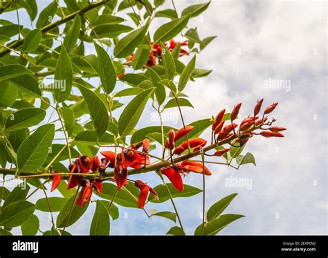 Erythrina Crista Galli Flowerscookspur Coral Tree Red Waxy Pea