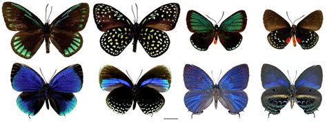 Scientists Discover How A Group Of Butterflies Became Toxic