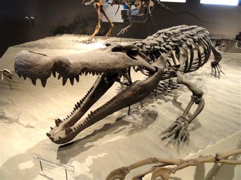 Top 6 Biggest Prehistoric Crocodiles Ever Lived Our Planet