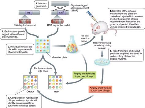 Mutagenesis Pptx