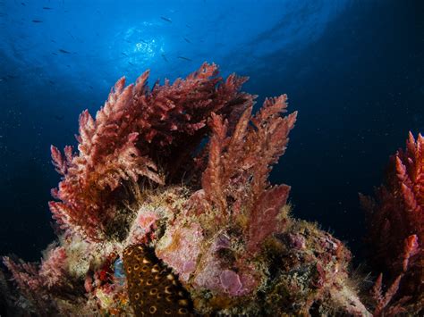 Underwater Ocean Plants Names Red Algae—seaweed—pnw Ocean