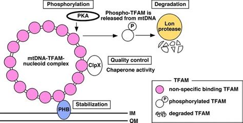 Post Translational Regulation Of Tfam The Amount And Quality Of The Download Scientific
