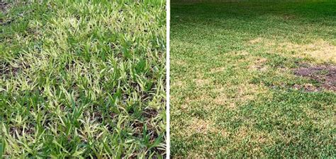 How To Fix Root Rot In Grass Step By Step Guide 2025