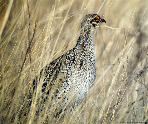 Lauras Sharp Tailed Grouse Information