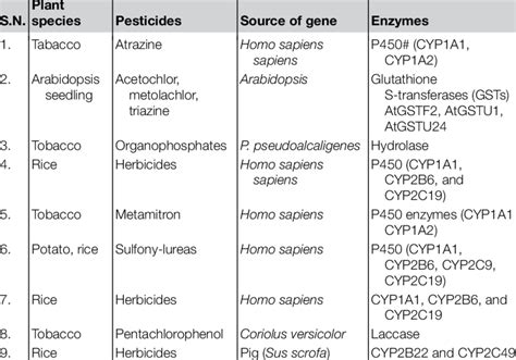 Introduction of enzymes in plant cells to produce transgenic plants for ...