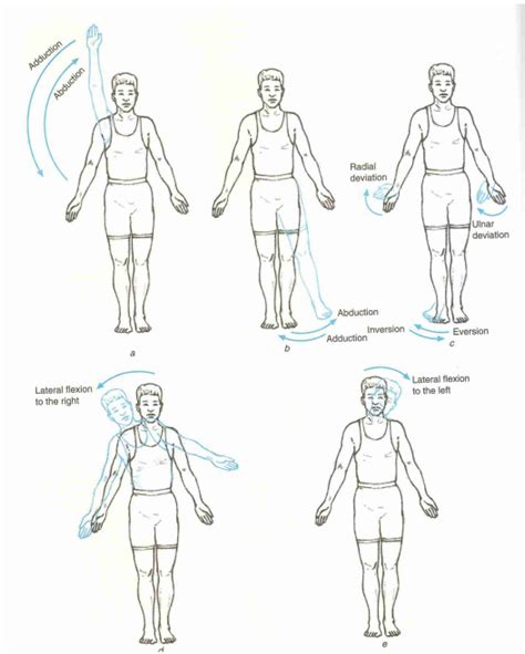 Sagittal Plane Movements