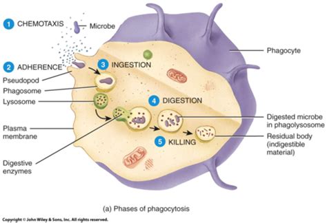 Adaptive Immunity Flashcards Quizlet
