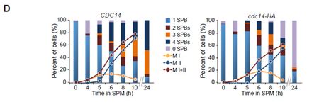 Diminished Cdc14 Protein Levels In Cdc14 Ha Meiotic Cells Compromise