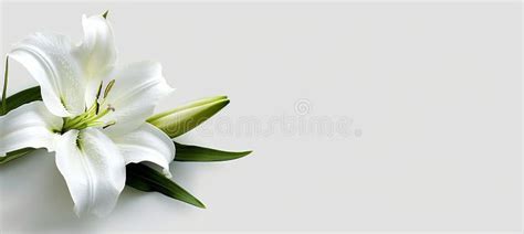 Funeral Lily Showcased On White Background With A Spacious Area For