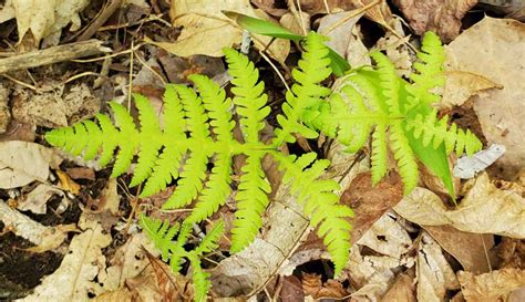 Broad Beech Fern Phegopteris Hexagonoptera Western Carolina