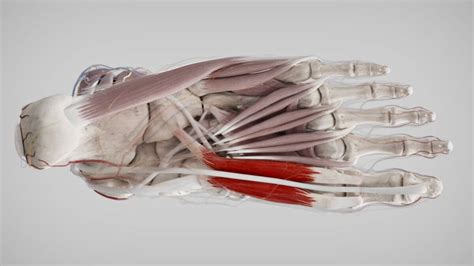 Flexor Hallucis Brevis Lateral Head Of Left Flexor Hallucis Brevis