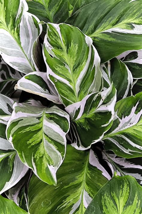 Calathea White Fusion Plant Care And Grow Guide Paisley Plants