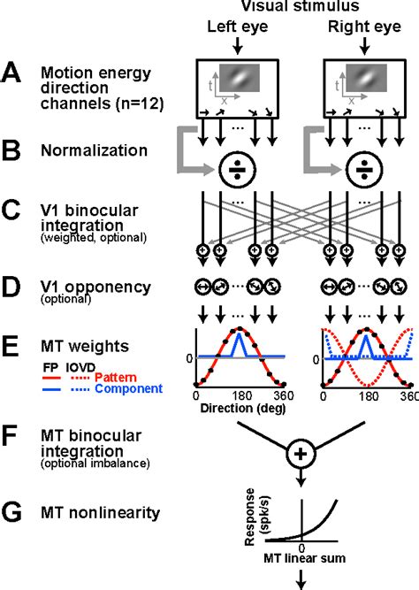 Figure 1 From A Binocular Model For Motion Integration In Mt Neurons