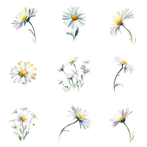 Premium Vector A Set Of White Daisies On A White Background