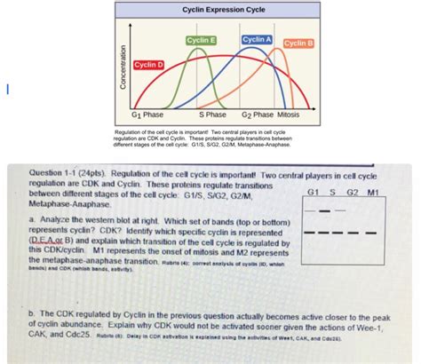 Solved Cyclin Expression Cycle Cyclin A Cyclin E Cyclin B