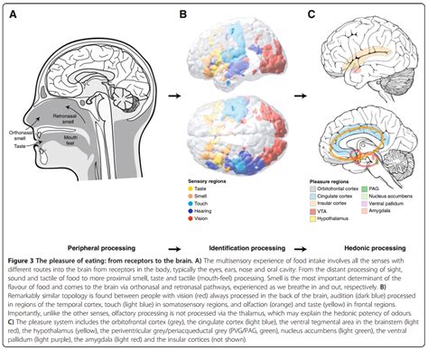 Hedonic Eating And Cortical Brain Contributions To Decision Making