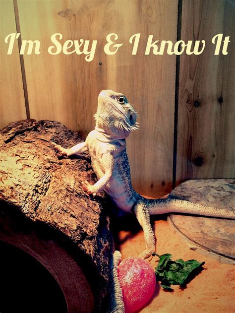 Pin By Deby On Beardies Bearded Dragon Bearded Dragon Funny Cute