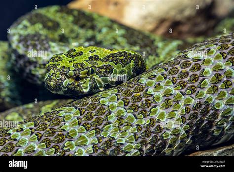 Mangshan Pit Viper Protobothrops Mangshanensis Is A Venomous Pit