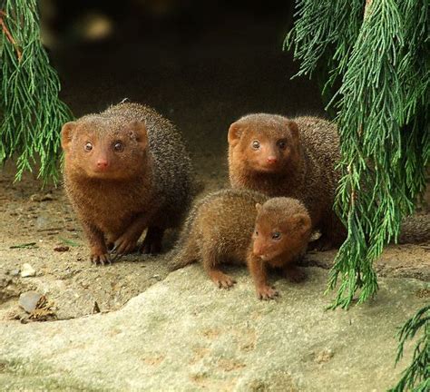Mongoose
