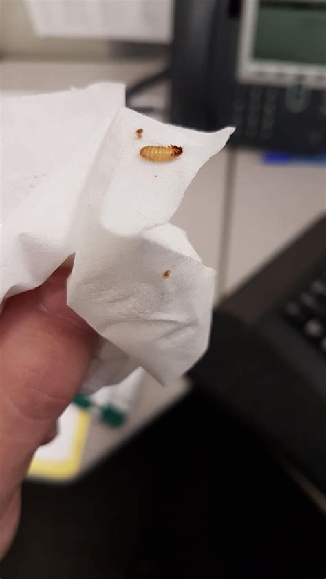 I Found This Bug Along With A Number Of Carcasses Inside An Otherwise