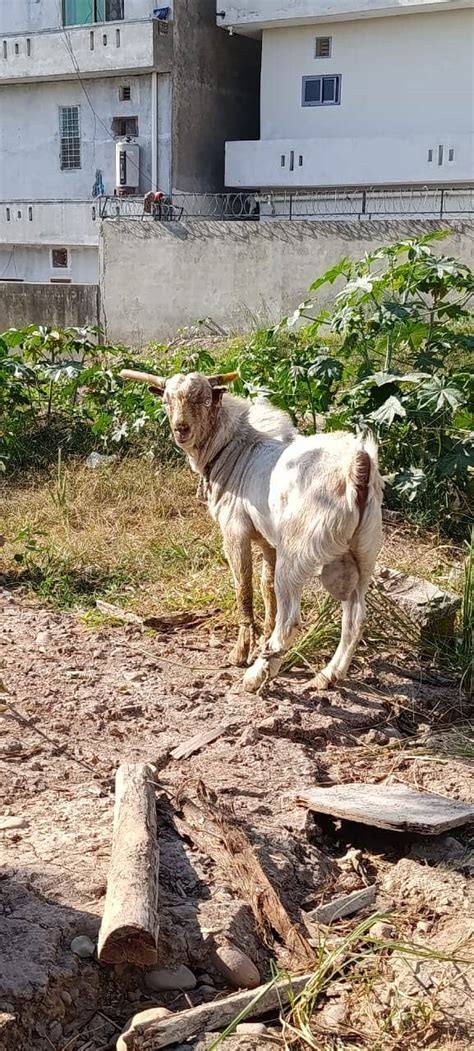 Bakra Tedda Bakra Lakha Kajla Kajla Goat Chatra For Sale