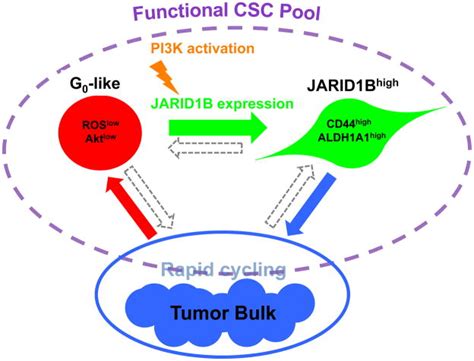 Jarid1b Enables Transit Between Distinct States Of The Stem Like Cell