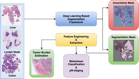 deep learning based framework for segmentation and analysis of wsi