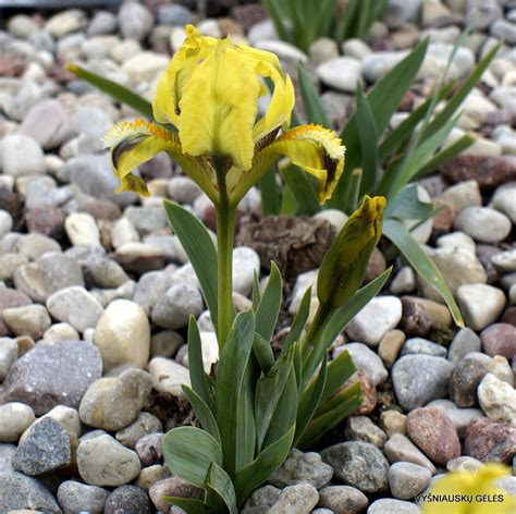 Iris Pumila Clone 6 Daylily Phlox Eu
