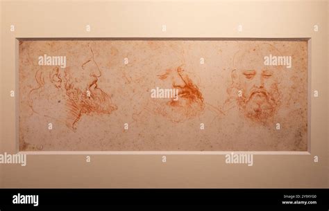 Turin Italy April 2023 Leonardo Da Vinci Anatomical Drawing On