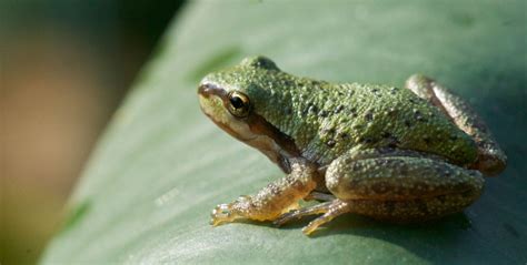 Pacific Tree Frog A Variety Of The Pacific Tree Frogs We Encountered