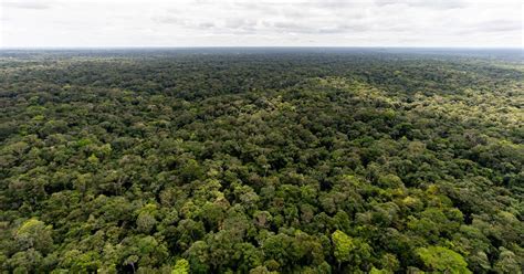Brasil Presenta En La Cop28 Una Propuesta Para Conservar Los Bosques Tropicales Infobae