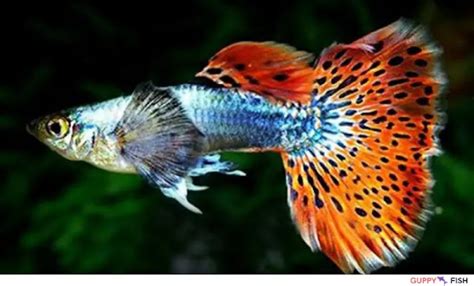 Big Ear Mosaic Guppy A Complete Care Guide And Solutions For All
