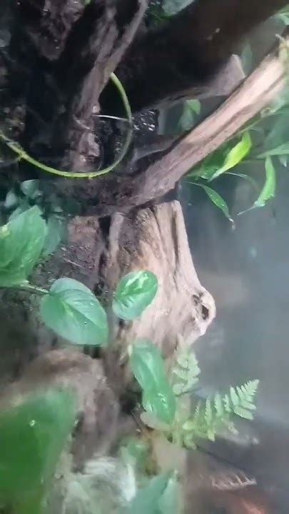 Terranium Update Youtube