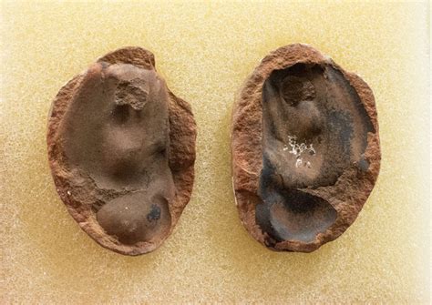 Mazon Creek Cockroach Egg Case The Natural Canvas