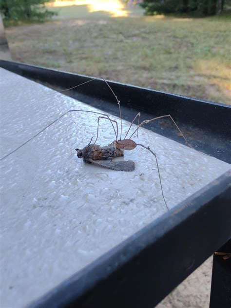 Spider Eating A Moth Rnatureismetal