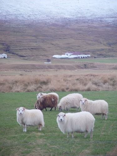 Sheep Icelandic Sheep Out In The Countryside This Breed Flickr