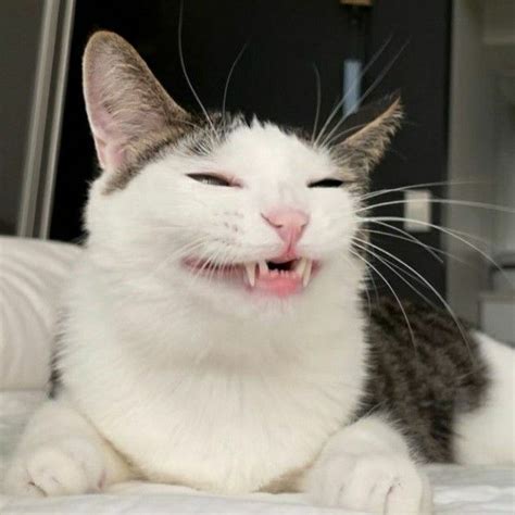 Pin On Kittys Cute Cats Funny Cute Cats Silly Cats