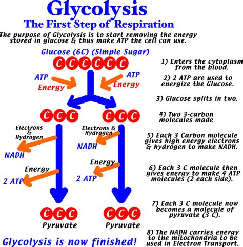 Glycolysis