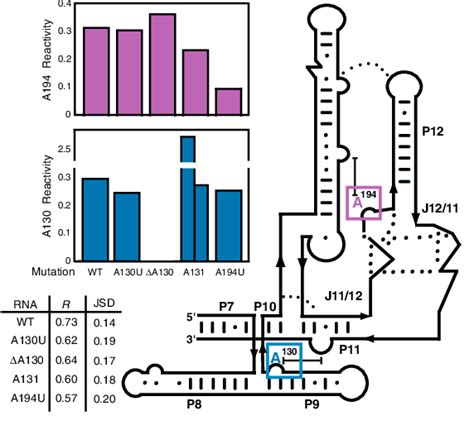 Figure 1 From Multiplexed Rna Structure Characterization With Selective