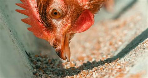 Best Cheap Cat Litter Alternatives Practical And Affordable Solutions