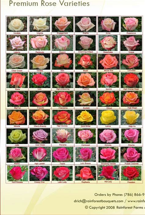 Roses And Its Names Roses Names And Collection Pinterest Flowers Gardens And Flower