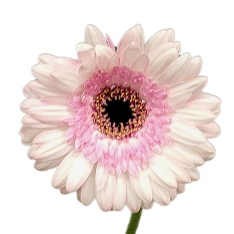 Gerbera Mini Maldini Water