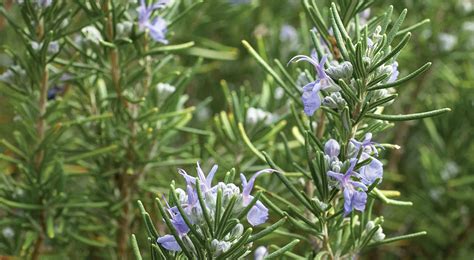 Different Types Of Rosemary Plants Varieties Species And Cultivars