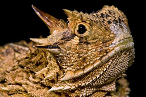 Texas Horned Lizard Phrynosoma Cornutum Photograph By Dante Fenolio